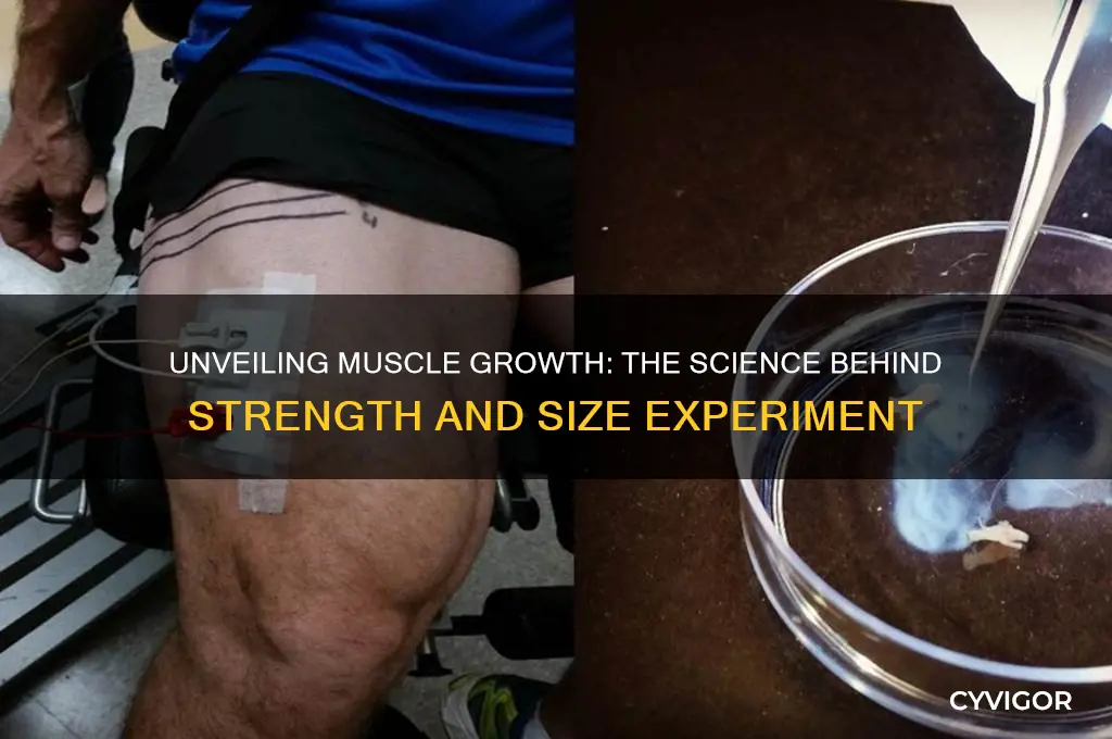 Unveiling Muscle Growth: The Science Behind Strength And Size ...