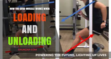 Understanding The Bicep Muscle: Function, Anatomy, And Strength ...