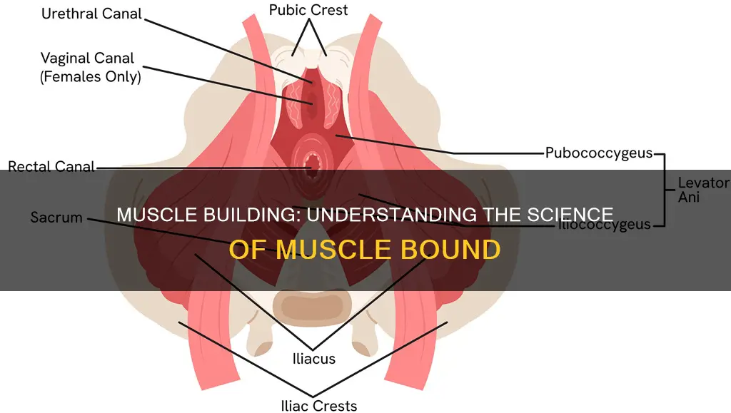 Muscle Building: Understanding The Science Of Muscle Bound | CyVigor