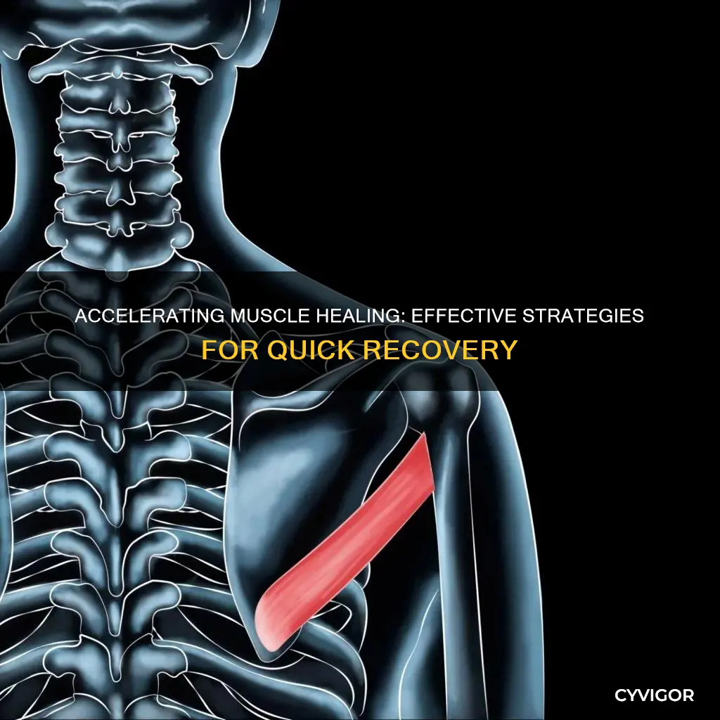 Accelerating Muscle Healing: Effective Strategies For Quick Recovery ...