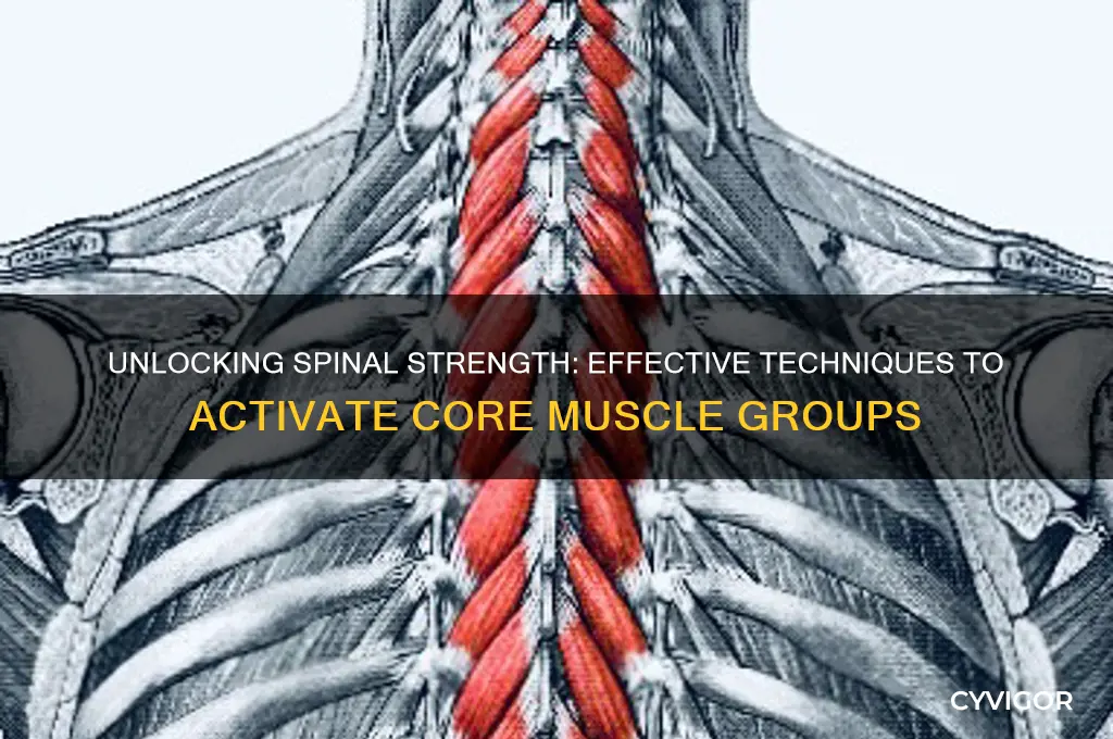 Unlocking Spinal Strength: Effective Techniques To Activate Core Muscle ...