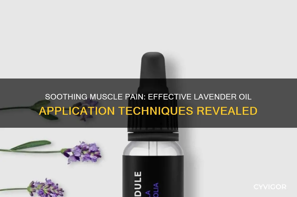 Soothing Muscle Pain: Effective Lavender Oil Application Techniques ...