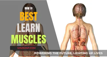 Bracing Your Core: The Ultimate Guide To Abdominal Muscle Control | CyVigor