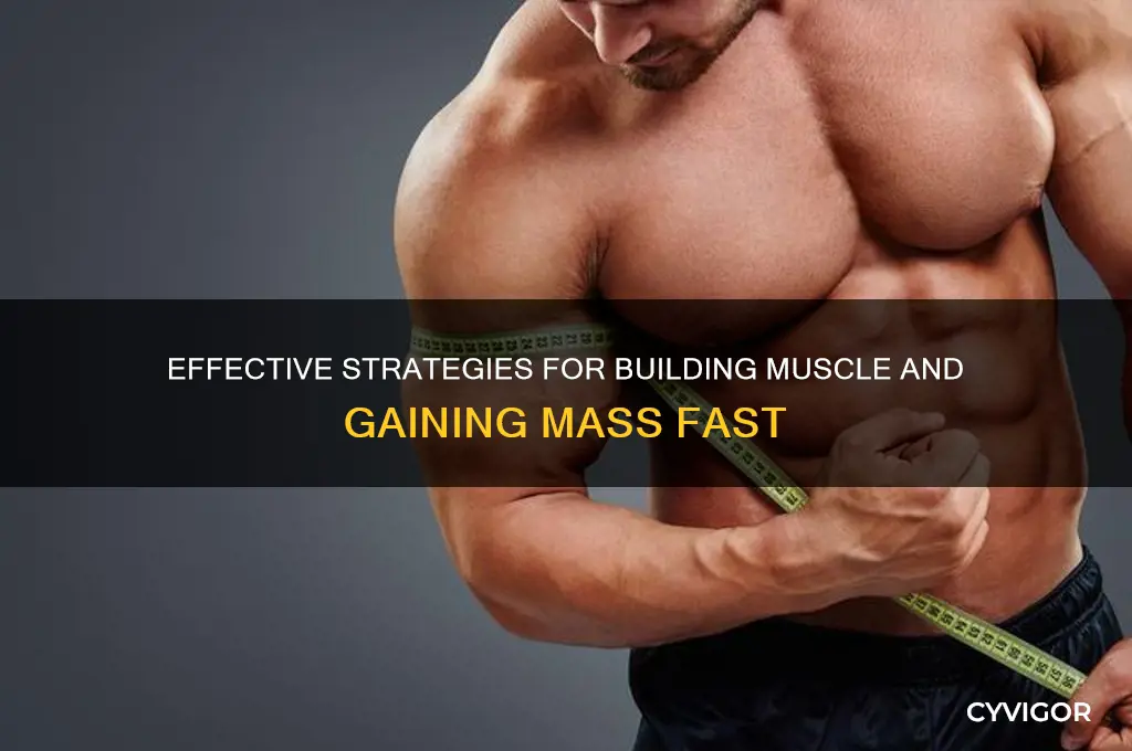 Effective Strategies For Building Muscle And Gaining Mass Fast | CyVigor