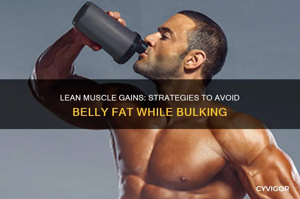 Lean Muscle Gains: Strategies To Avoid Belly Fat While Bulking | CyVigor