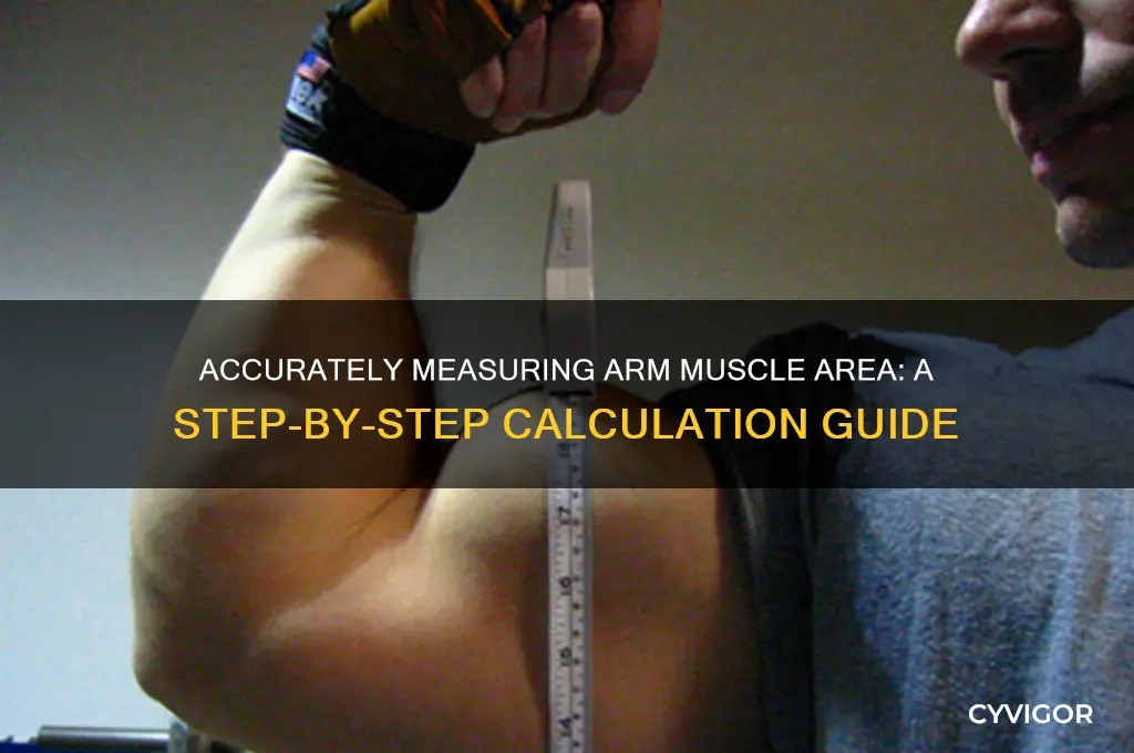 Accurately Measuring Arm Muscle Area: A Step-By-Step Calculation Guide ...