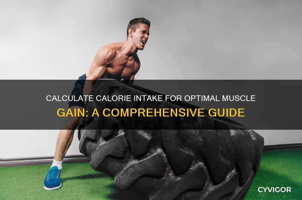 Calculate Calorie Intake For Optimal Muscle Gain: A Comprehensive Guide ...