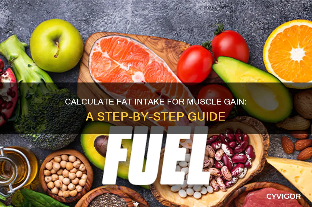 Calculate Fat Intake For Muscle Gain: A Step-By-Step Guide | CyVigor