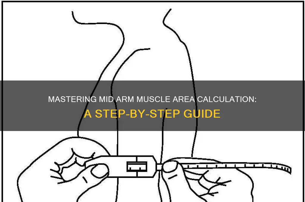 Mastering Mid Arm Muscle Area Calculation: A Step-By-Step Guide | CyVigor