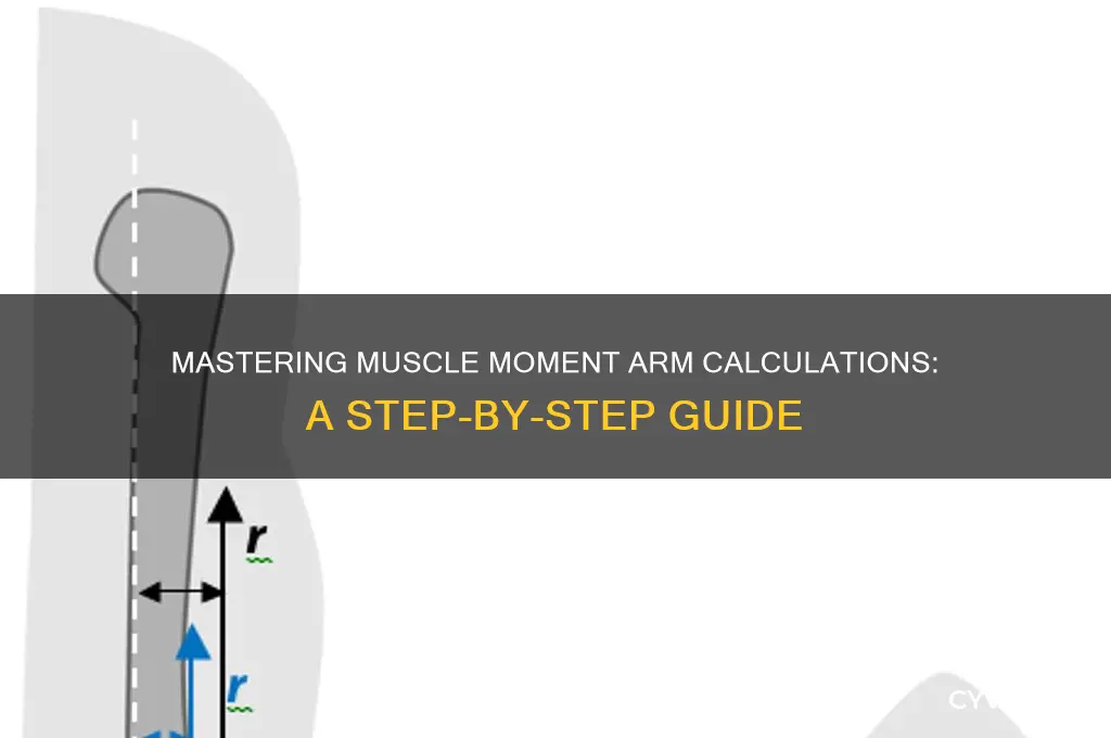 Mastering Muscle Moment Arm Calculations: A Step-By-Step Guide | CyVigor
