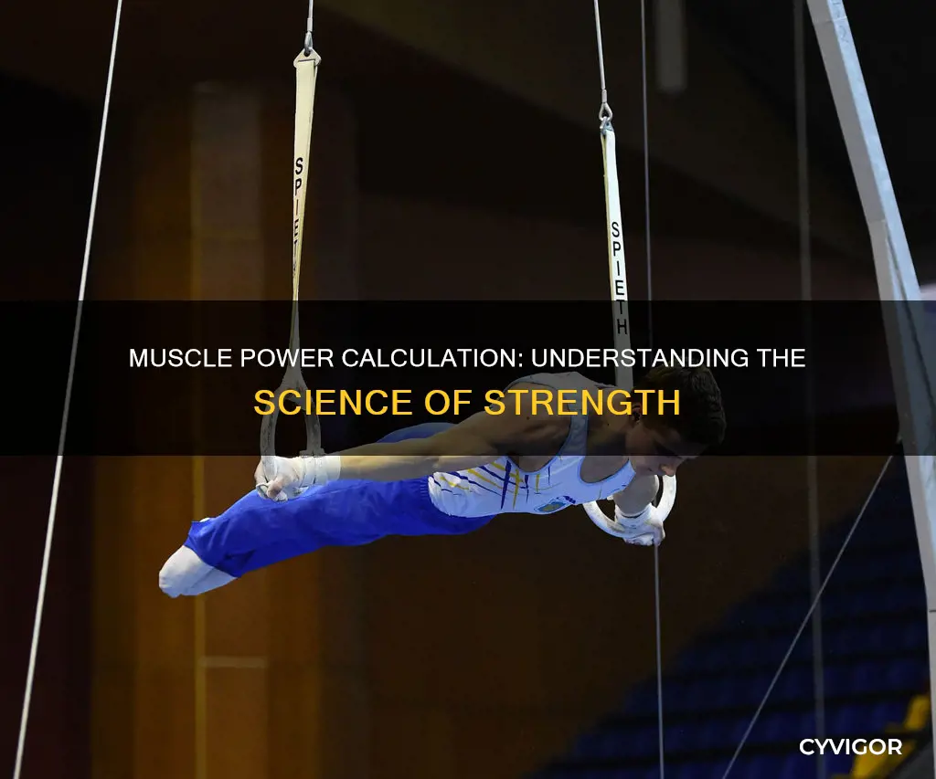 Muscle Power Calculation: Understanding The Science Of Strength | CyVigor