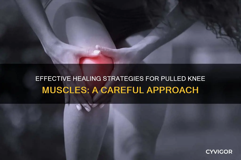 Effective Healing Strategies For Pulled Knee Muscles: A Careful ...