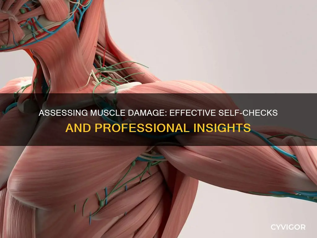 Assessing Muscle Damage: Effective Self-Checks And Professional ...
