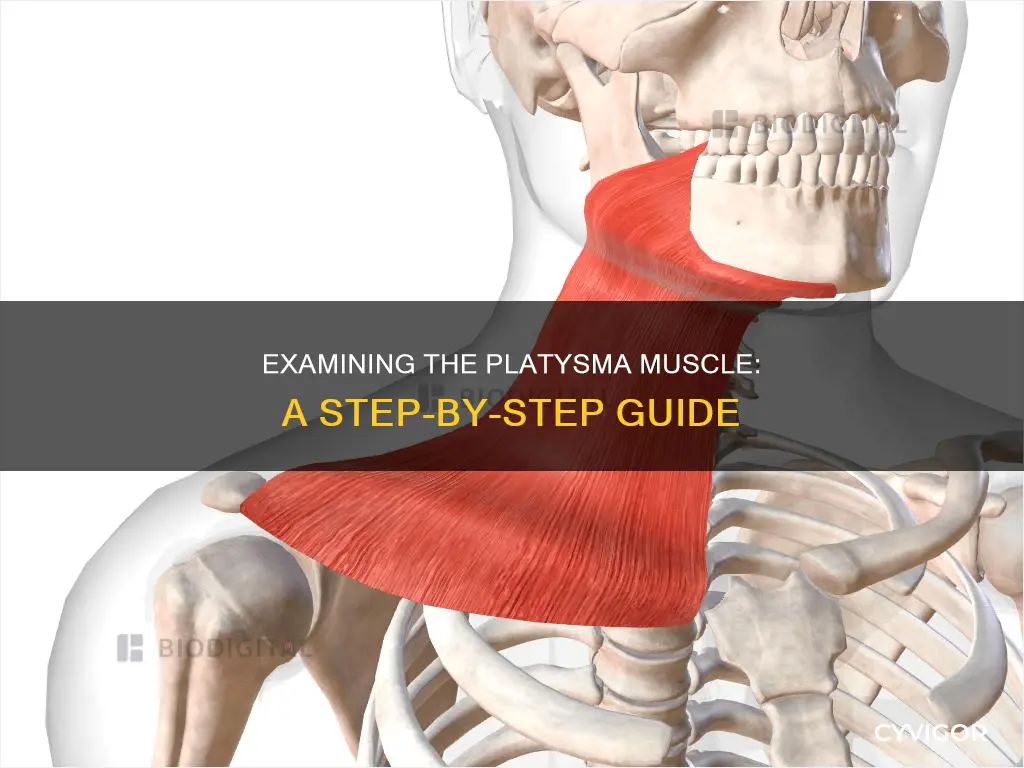 Examining The Platysma Muscle: A Step-By-Step Guide | CyVigor