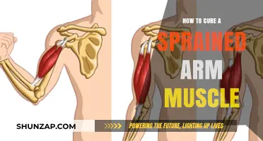 Understanding Arm Muscle Mechanics: How Movement Happens In Your Arm ...