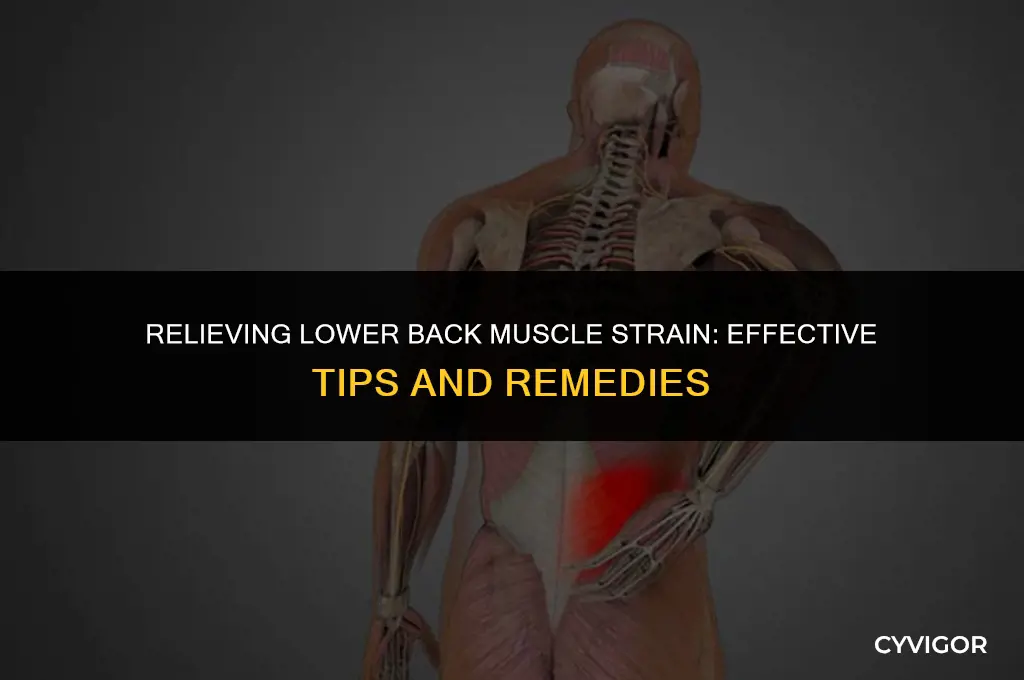 Relieving Lower Back Muscle Strain: Effective Tips And Remedies | CyVigor