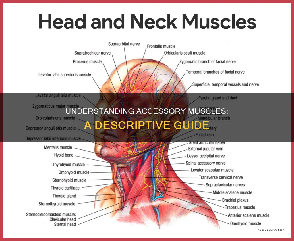 Understanding Accessory Muscles: A Descriptive Guide | CyVigor
