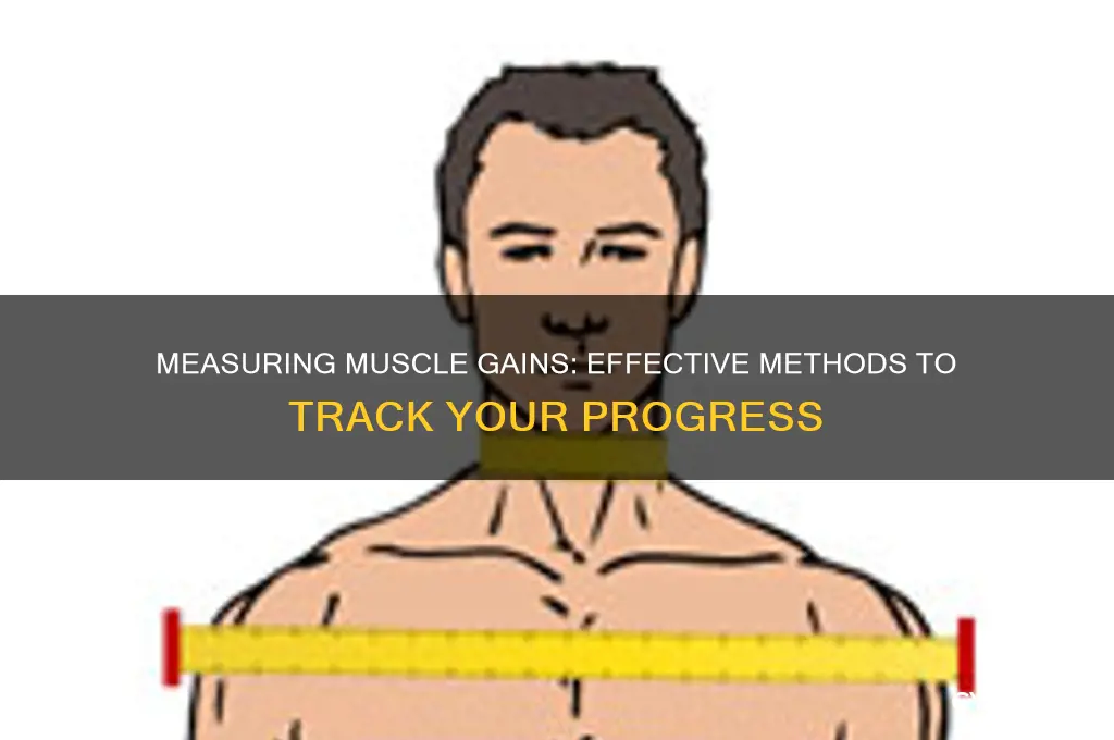 Measuring Muscle Gains: Effective Methods To Track Your Progress | CyVigor