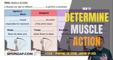 Describing Muscles: A Guide To Powerful Anatomy Descriptions | CyVigor