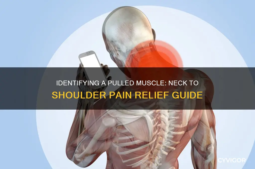 Identifying A Pulled Muscle: Neck To Shoulder Pain Relief Guide | CyVigor