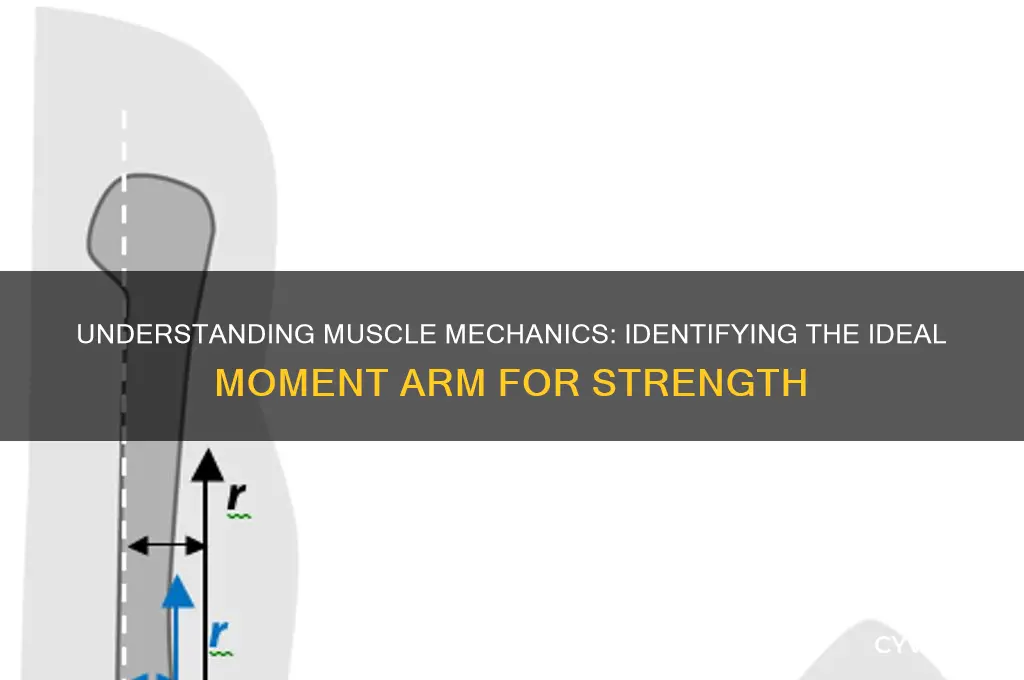 Understanding Muscle Mechanics: Identifying The Ideal Moment Arm For ...