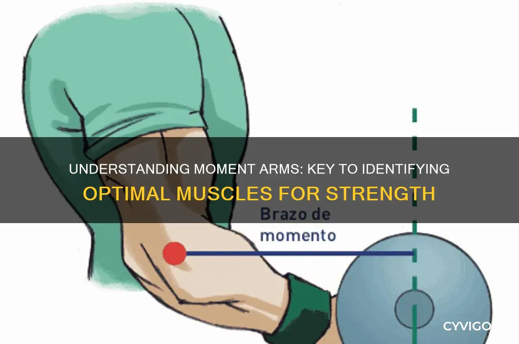 Understanding Moment Arms: Key To Identifying Optimal Muscles For ...