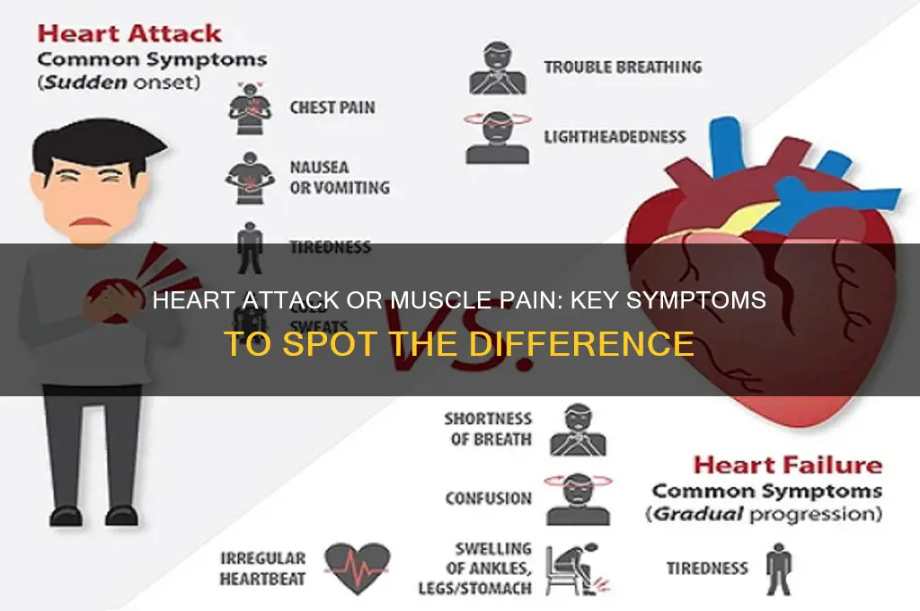 Heart Attack Or Muscle Pain: Key Symptoms To Spot The Difference | CyVigor