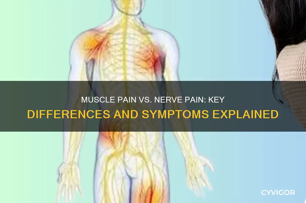 Muscle Pain Vs. Nerve Pain: Key Differences And Symptoms Explained ...