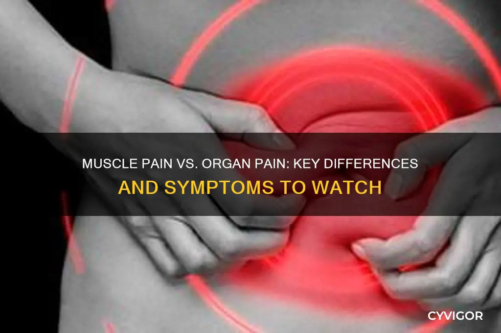 Muscle Pain Vs. Organ Pain: Key Differences And Symptoms To Watch | CyVigor