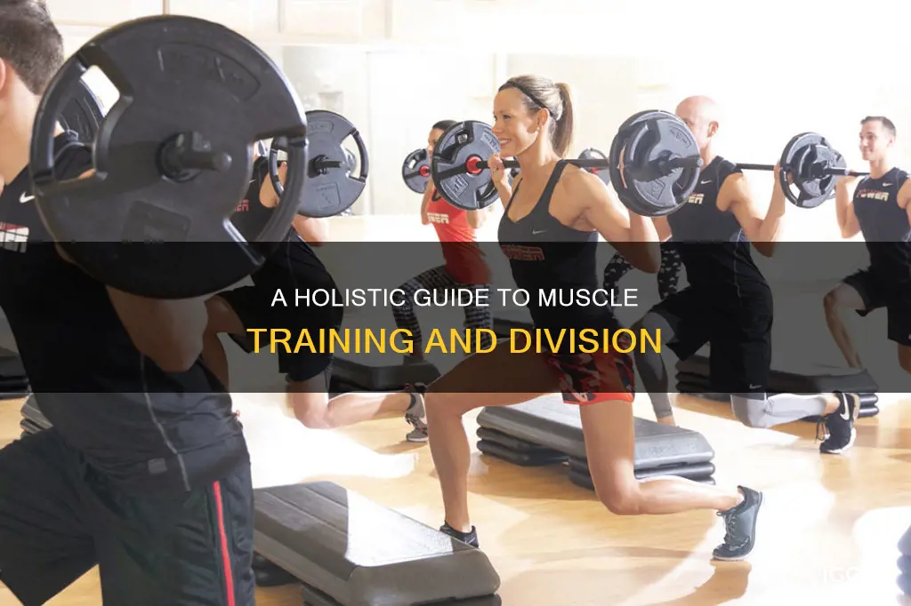 A Holistic Guide To Muscle Training And Division | CyVigor