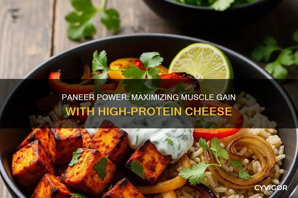 Paneer Power: Maximizing Muscle Gain With High-Protein Cheese | CyVigor
