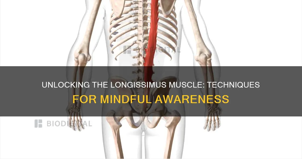 Unlocking The Longissimus Muscle: Techniques For Mindful Awareness ...