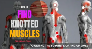 Finding The Masseter Muscle: A Guide To Facial Anatomy | CyVigor