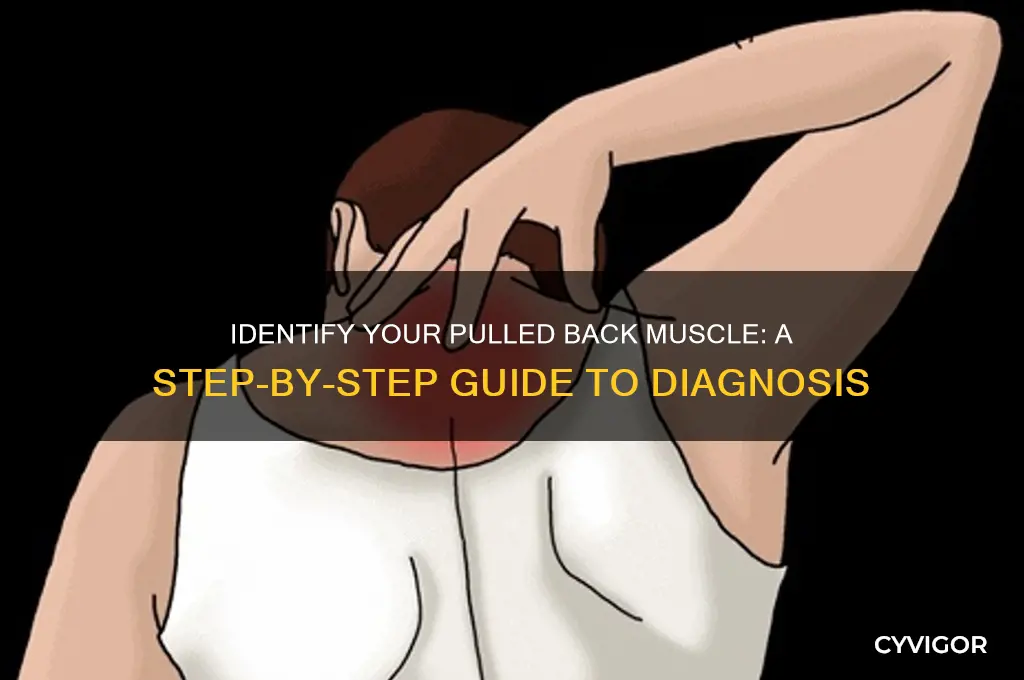 Identify Your Pulled Back Muscle: A Step-By-Step Guide To Diagnosis ...