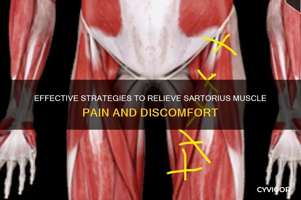Effective Strategies To Relieve Sartorius Muscle Pain And Discomfort ...