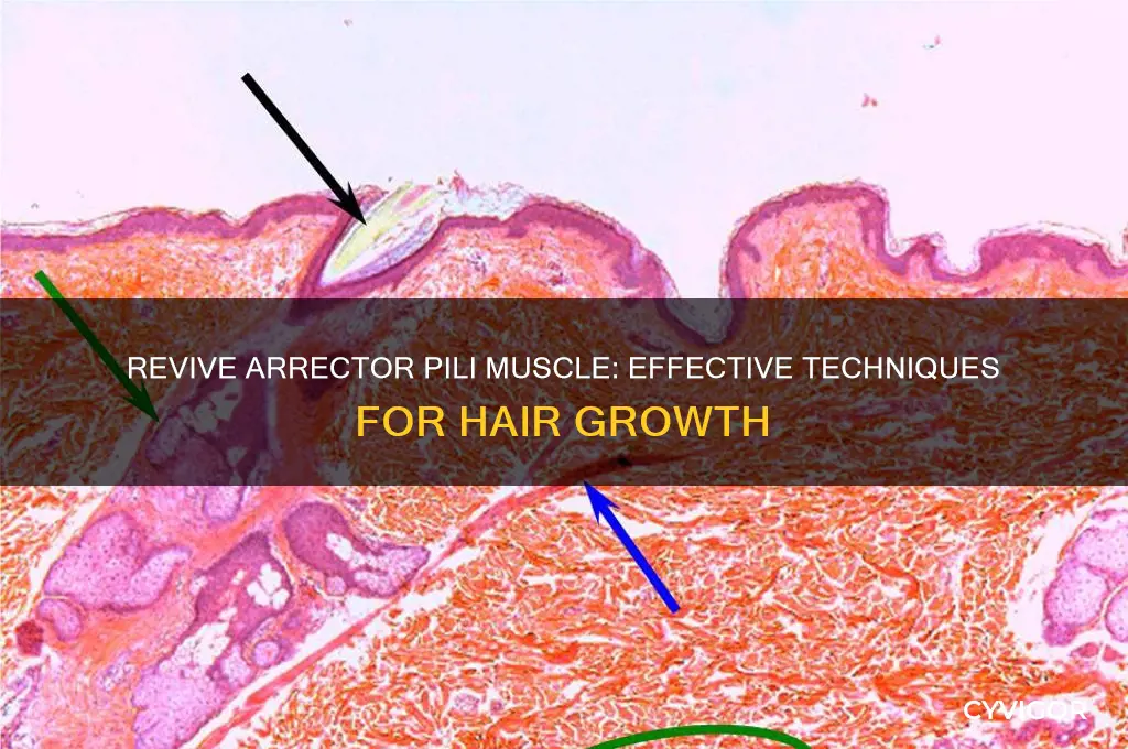 Revive Arrector Pili Muscle: Effective Techniques For Hair Growth | CyVigor