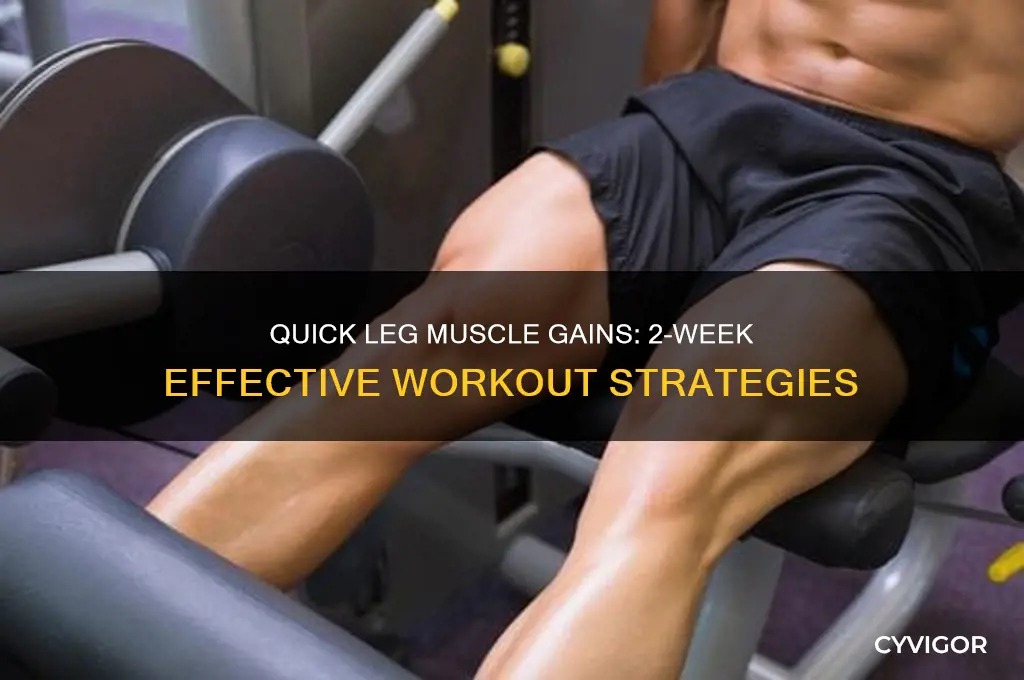 Quick Leg Muscle Gains: 2-Week Effective Workout Strategies | CyVigor