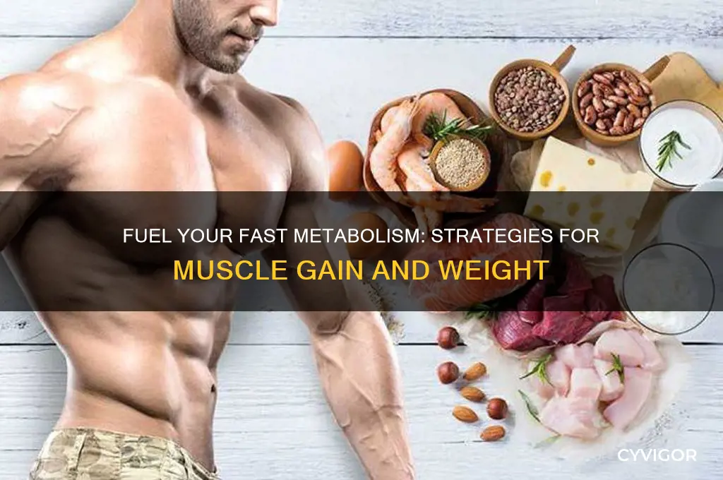 Fuel Your Fast Metabolism: Strategies For Muscle Gain And Weight | CyVigor