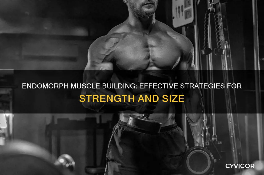 Endomorph Muscle Building: Effective Strategies For Strength And Size ...
