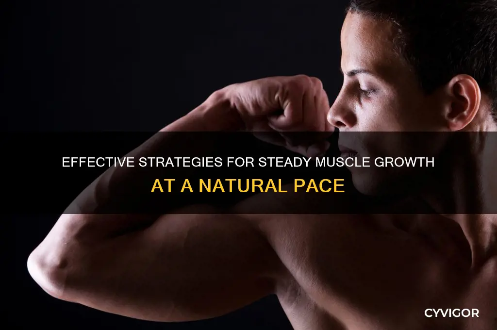 Effective Strategies For Steady Muscle Growth At A Natural Pace | CyVigor