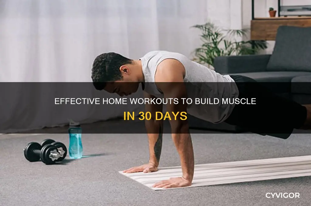 Effective Home Workouts To Build Muscle In 30 Days | CyVigor