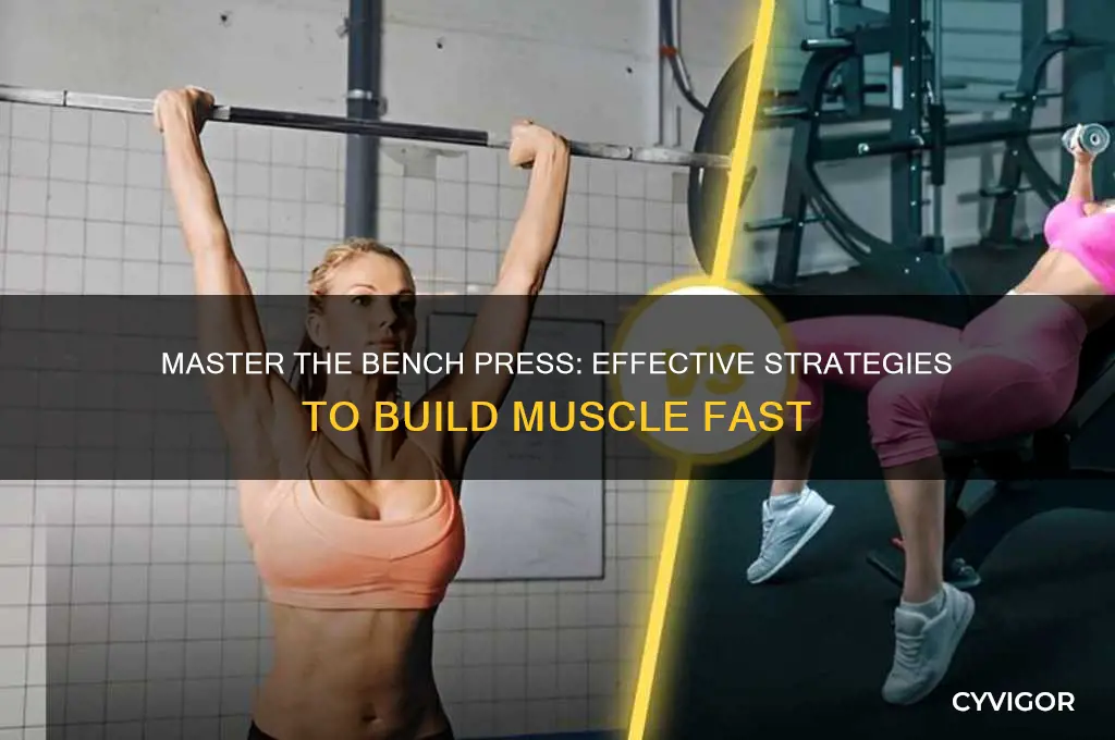 Master The Bench Press: Effective Strategies To Build Muscle Fast | CyVigor