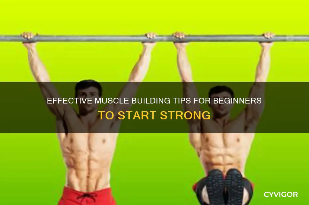 Effective Muscle Building Tips For Beginners To Start Strong | CyVigor