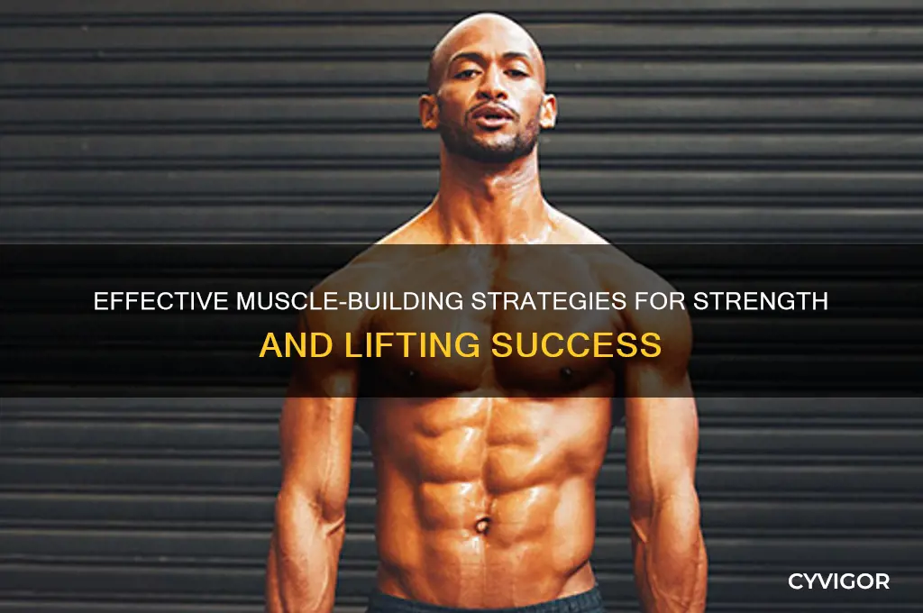 Effective Muscle-Building Strategies For Strength And Lifting Success ...