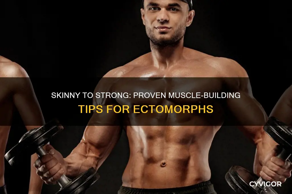 Skinny To Strong: Proven Muscle-Building Tips For Ectomorphs | CyVigor