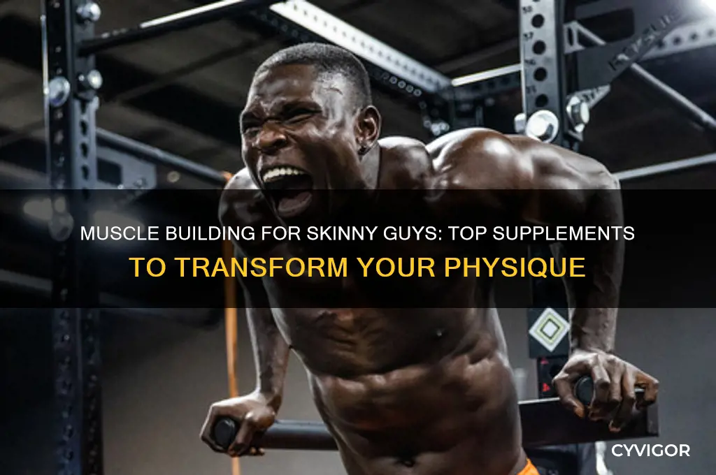 Muscle Building For Skinny Guys: Top Supplements To Transform Your ...