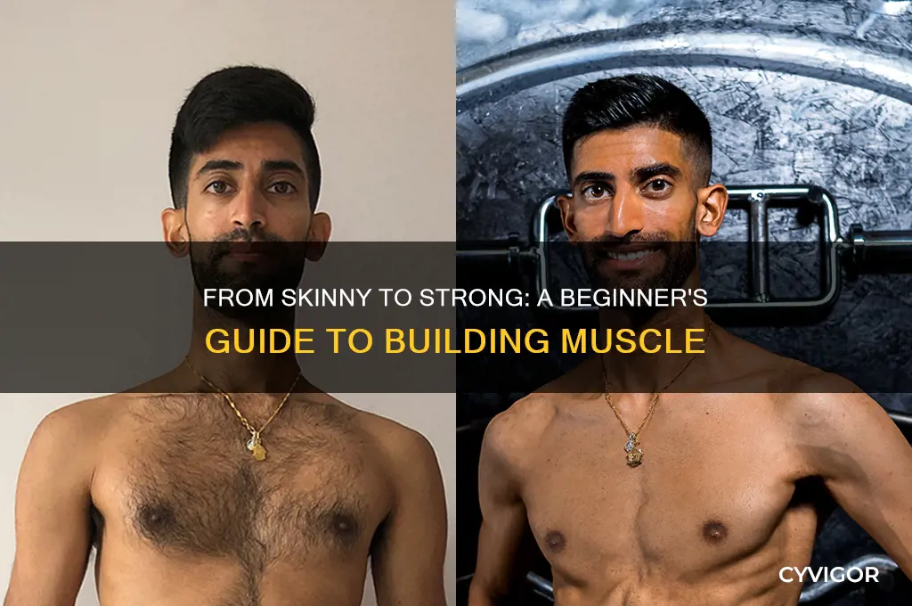 From Skinny To Strong: A Beginner's Guide To Building Muscle | CyVigor