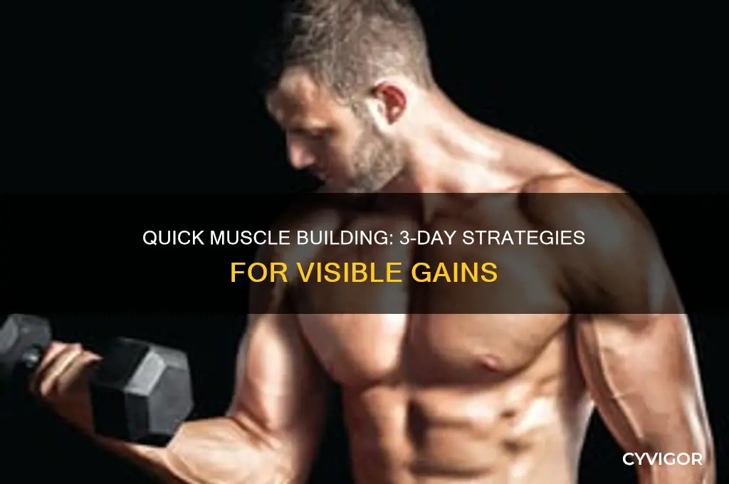 Quick Muscle Building: 3-Day Strategies For Visible Gains | CyVigor