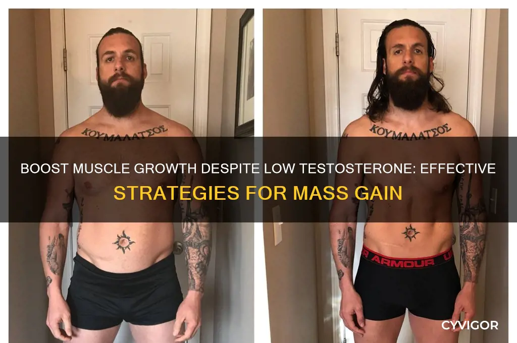 Boost Muscle Growth Despite Low Testosterone: Effective Strategies For ...