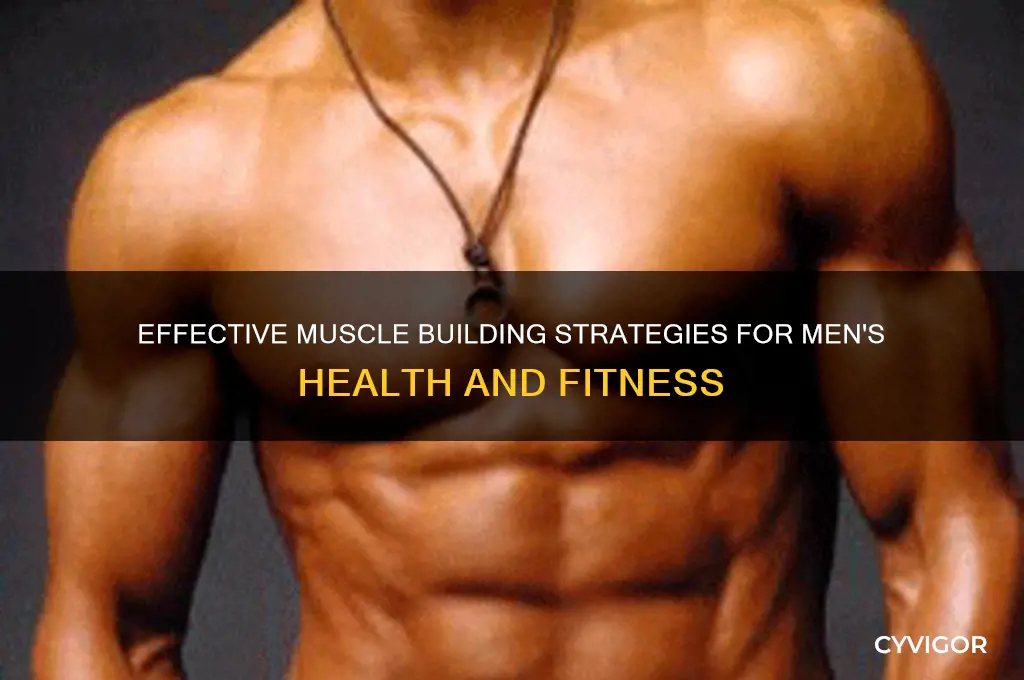 Effective Muscle Building Strategies For Men's Health And Fitness | CyVigor